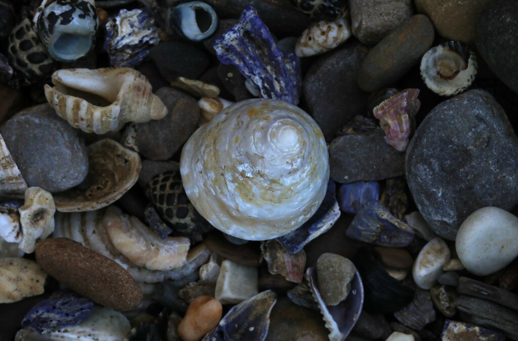Common Tent Shell from Central Coast NSW, Australia on October 9, 2023 ...