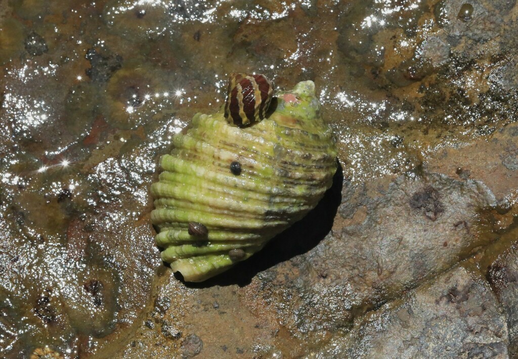 Cart-Rut Shell from Central Coast NSW, Australia on October 9, 2023 at ...