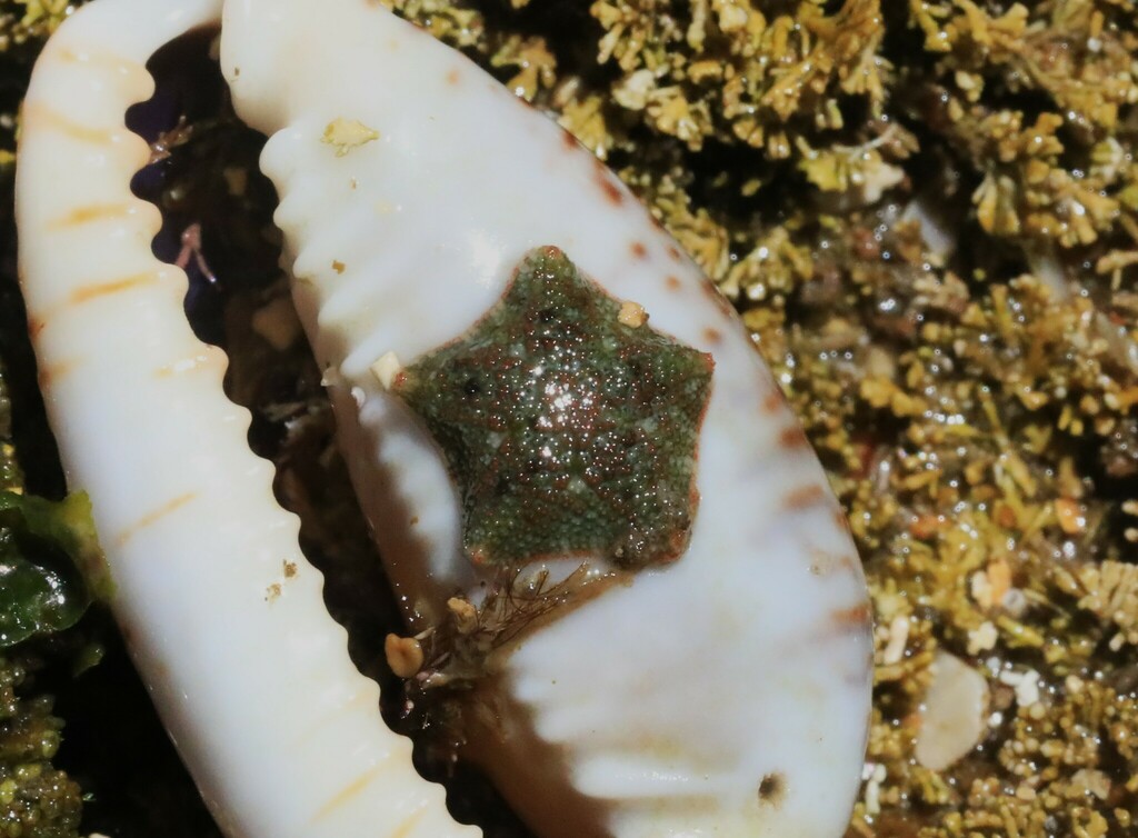 Dwarf Cushion Star from Central Coast NSW, Australia on October 9, 2023 ...