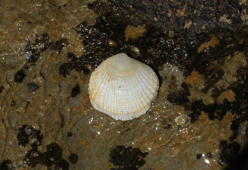 Codakia rugifera from Central Coast NSW, Australia on October 9, 2023 ...