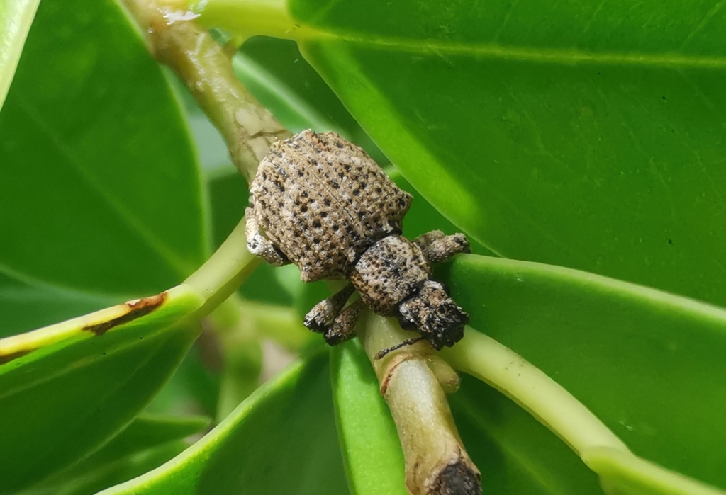 Blosyrus asellus from Q2W7+86V, Wat Ket, Mueang Chiang Mai District ...