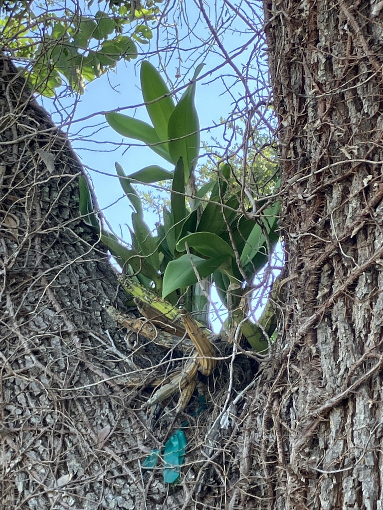 Dendrobium from Arbor Lake Dr, Naples, FL, US on October 15, 2023 at 02 ...