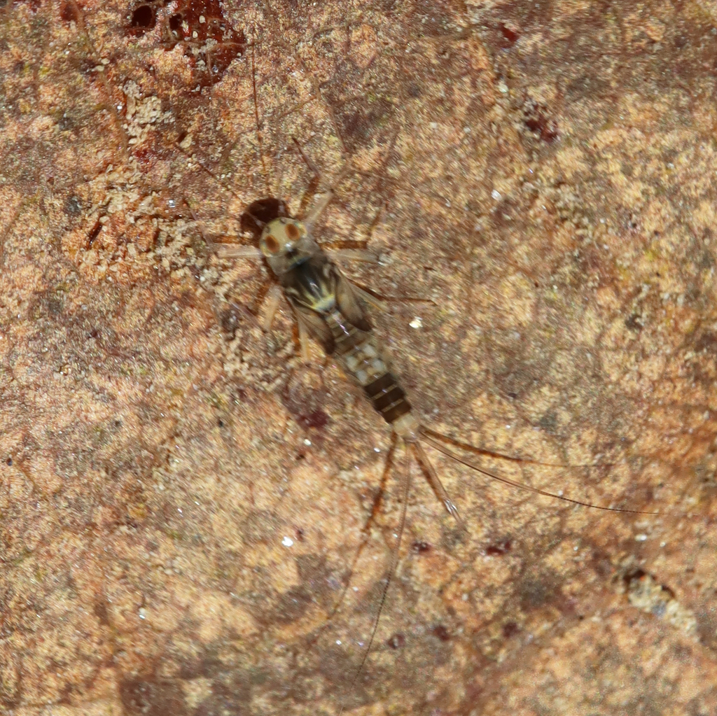 Small Mayflies from Santa Barbara County, CA, USA on October 15, 2023 ...