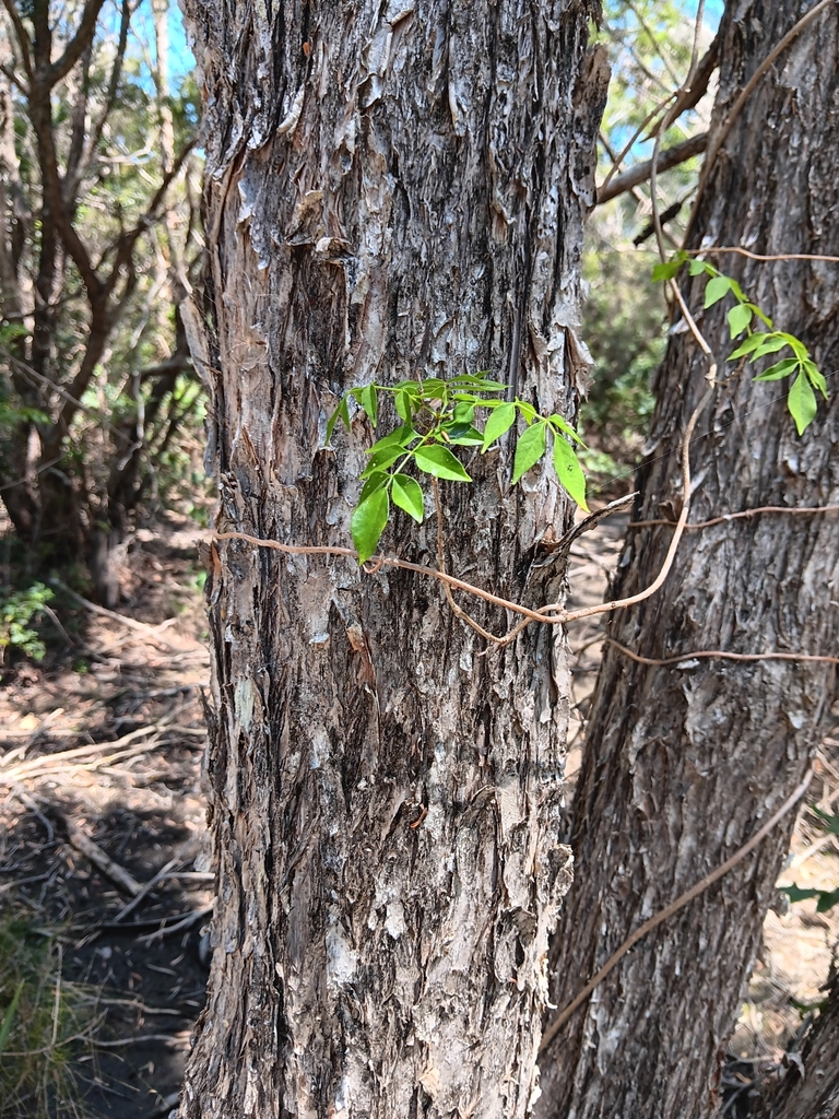 wonga vine from Dundowran Beach QLD 4655, Australia on October 16, 2023 ...