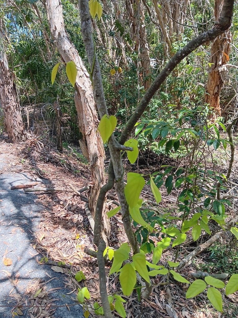 Burny Bean from Panorama Dr near Akarra Lagoons hail 'n' ride ...