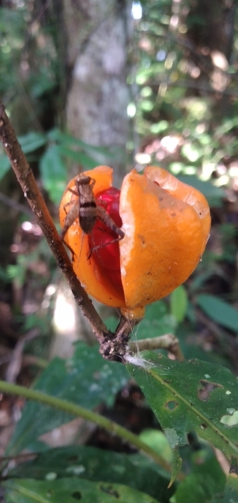 Cardiodactylus from Nuku, PG-SA, PG on October 16, 2023 at 08:40 AM by ...