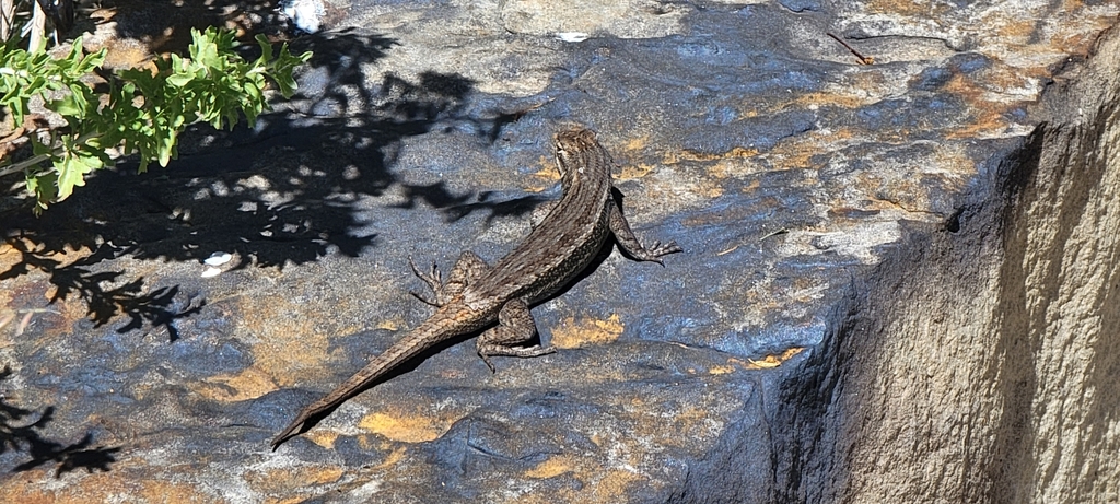 Southwestern Fence Lizard from Carlsbad Caverns National Park--Visitors ...