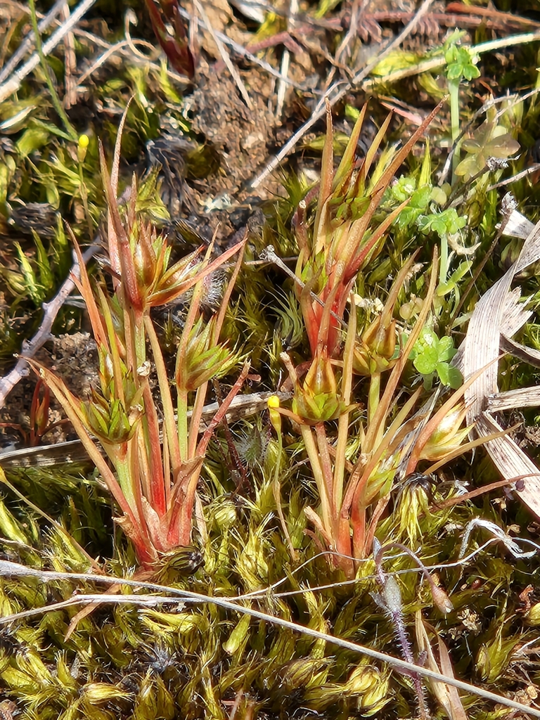 dwarf rush from Greens Beach TAS 7270, Australia on October 15, 2023 at ...