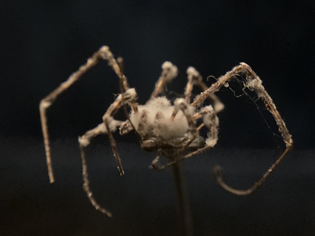 Engyodontium aranearum from Fox Bluff, Cary, IL, US on October 8, 2023 ...