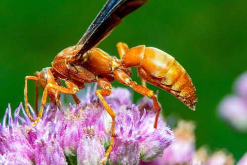 Fine-backed Red Paper Wasp (Reqqus ) · iNaturalist