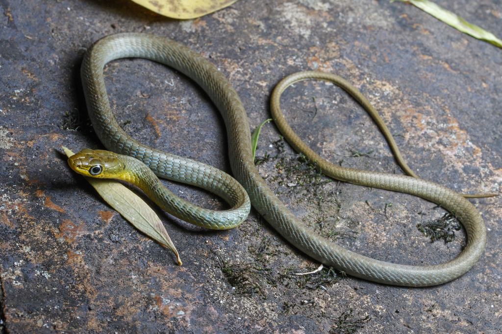 Common Tree Snake from Berrigal NSW 2390, Australia on October 9, 2023 ...