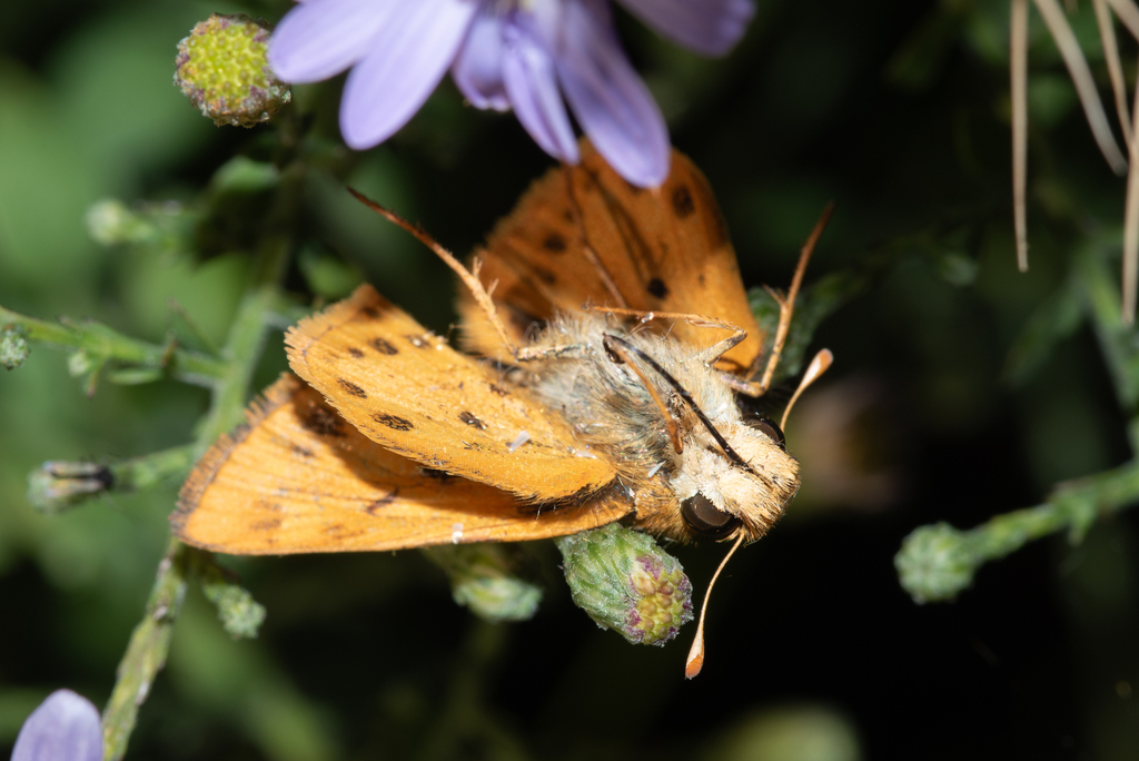 Fiery Skipper from Rice Native Gardens, Field Museum, Chicago, IL, USA ...