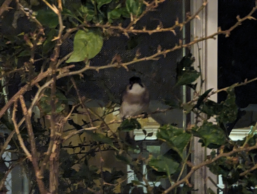 Styan's Bulbul in October 2023 by Chen Jia Hong · iNaturalist