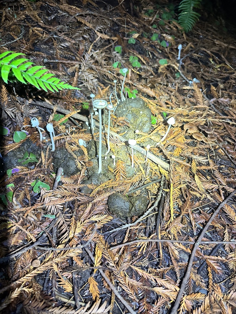 Inkcaps from E California Ave, Arcata, CA, US on October 15, 2023 at 07 ...
