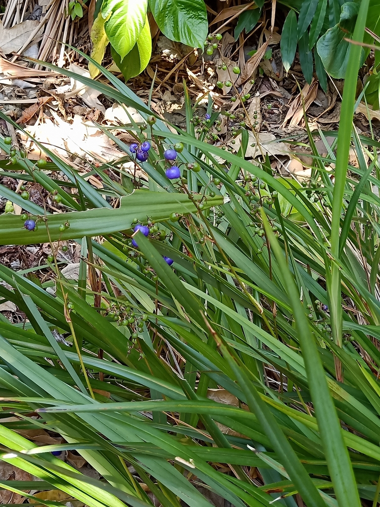 flax-lilies from Fortitude Valley QLD 4006, Australia on October 16 ...