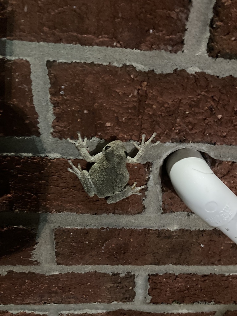 Cope's Gray Treefrog from Meredith College, Raleigh, NC, US on October ...