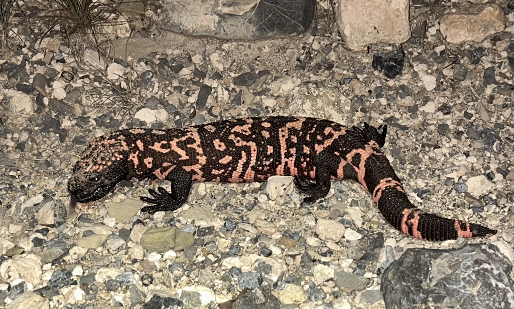 Gila Monster in September 2023 by Eric Hough · iNaturalist