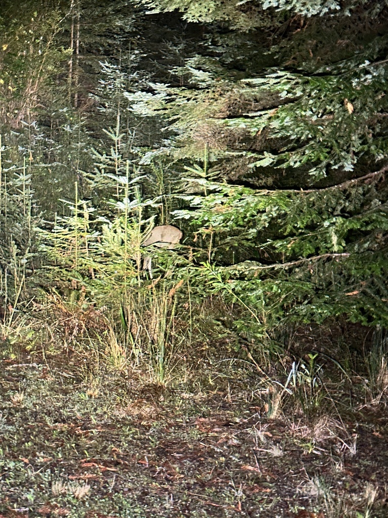 Columbian Black-tailed Deer from Arcata Community Forest, Arcata, CA ...