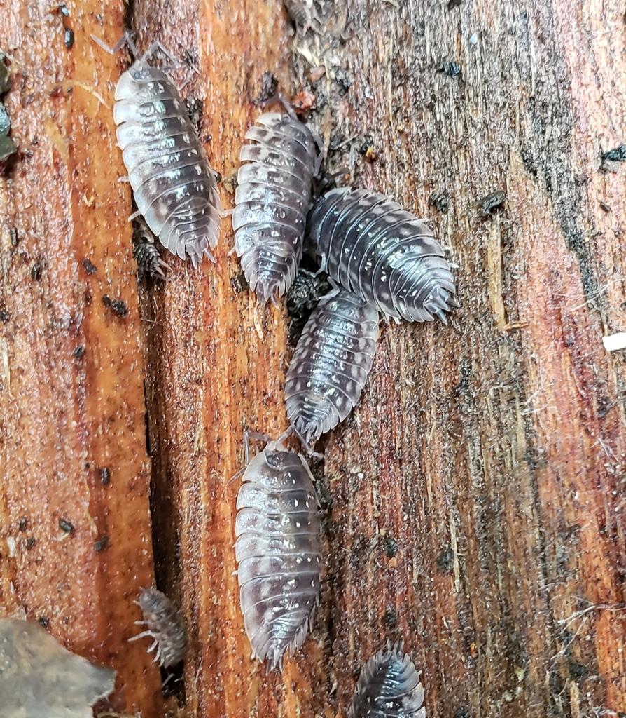 Common Shiny Woodlouse from Lansing, MI 48910, USA on October 15, 2023 ...