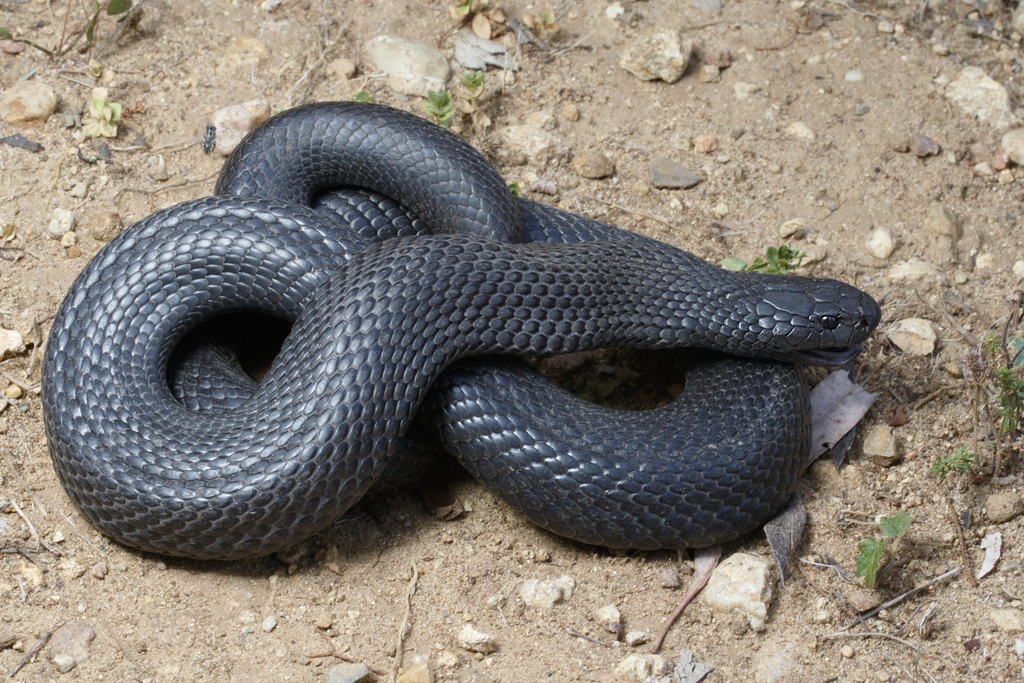 Blue-bellied Black Snake from Berrigal NSW 2390, Australia on October ...