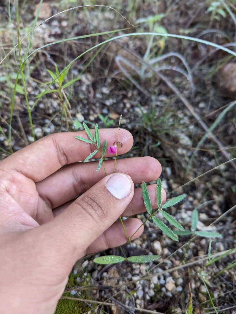 Red Hoary-Pea from La Paz, B.C.S., México on October 14, 2023 at 06:57 ...