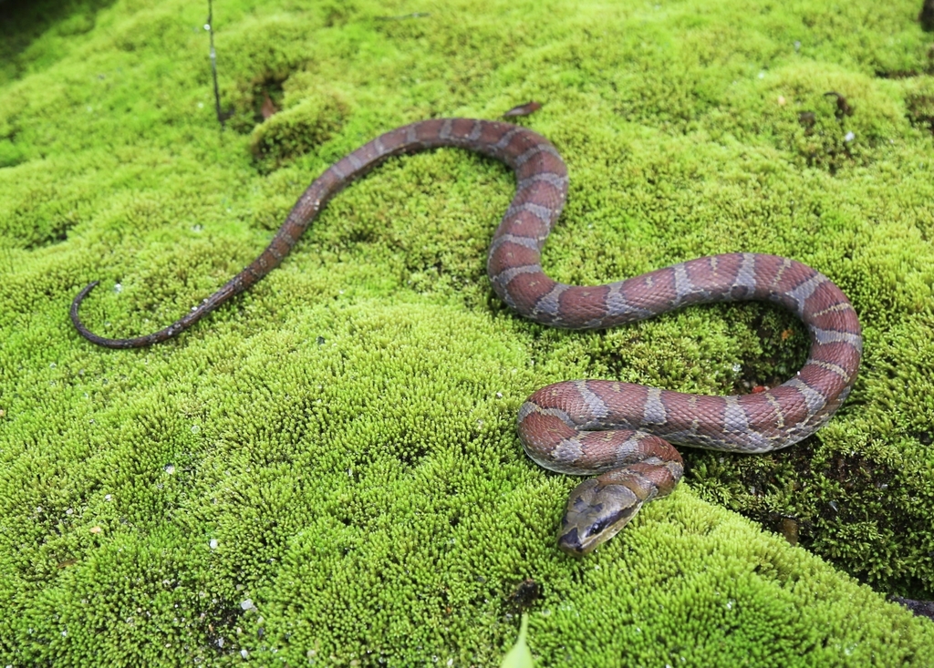 Puff-faced Water Snake from Bukit Raja, Selangor, Malaysia on October ...