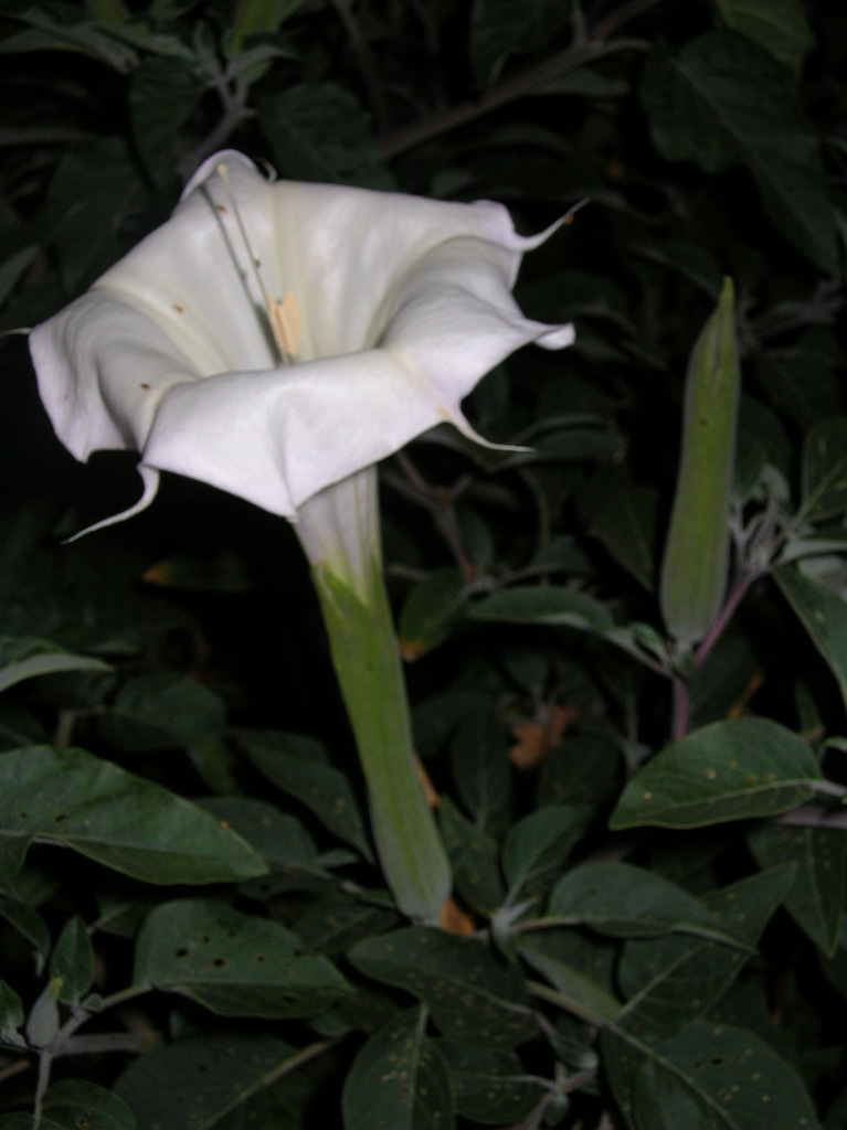 Sacred Datura from Washington County, UT, USA on July 12, 2005 by Scott ...