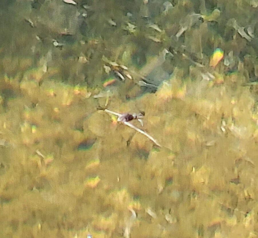 Water Striders from Greater Thonotosassa, Tampa, FL, USA on October 15 ...