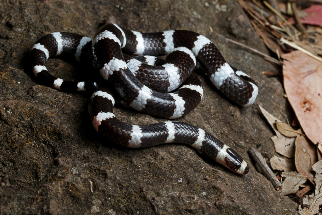 Bandy Bandy from Kaputar NSW 2390, Australia on October 10, 2023 at 08: ...