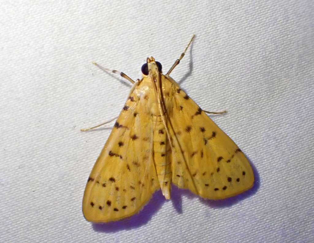 Yellow Peach Moth from 60 Maskell Ct, Draper QLD 4520, Australia on ...