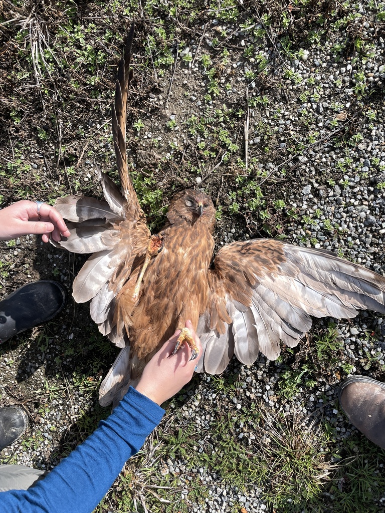 Swamp Harrier from Te Waipounamu/South Island, Moa Creek, Otago, NZ on ...