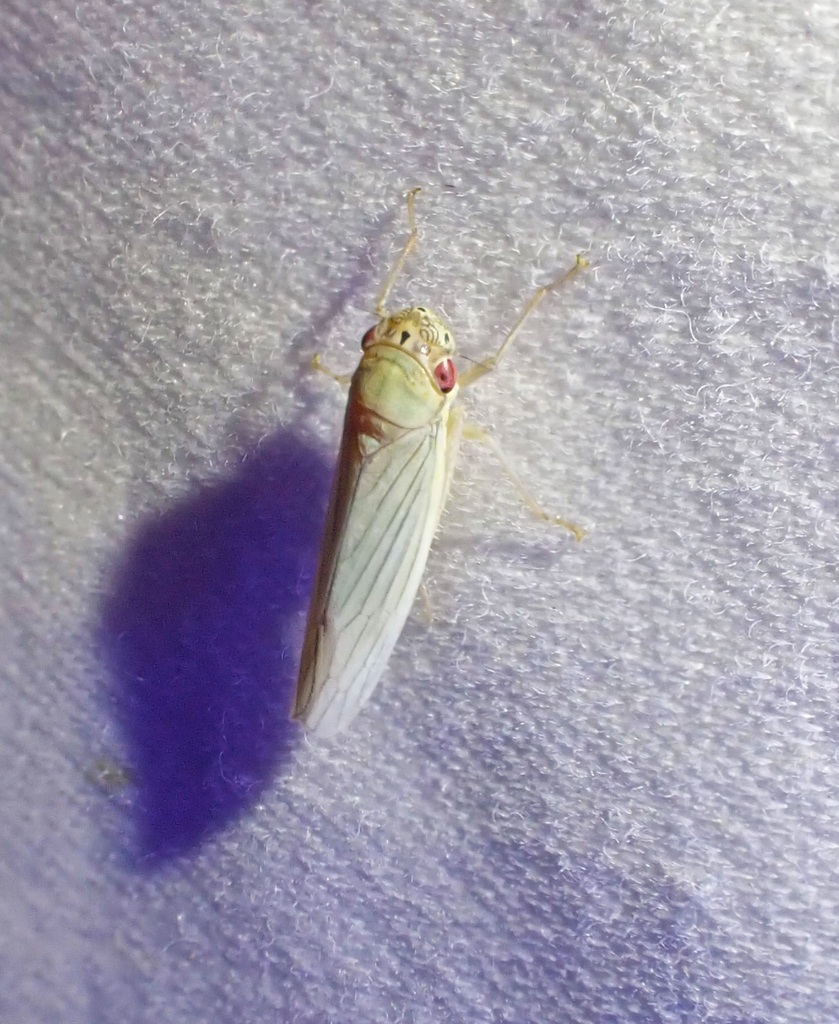 White Rice Leafhopper from 60 Maskell Ct, Draper QLD 4520, Australia on ...