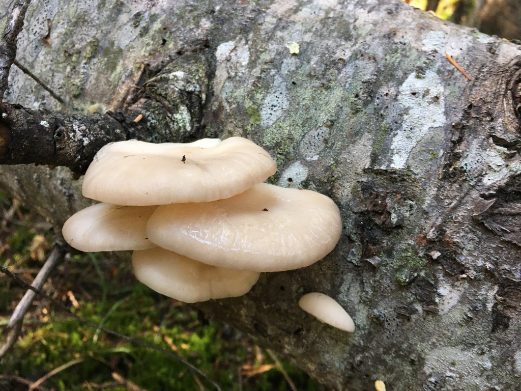 Oyster Mushrooms in October 2023 by Krista Willmorth // The FunGal ...