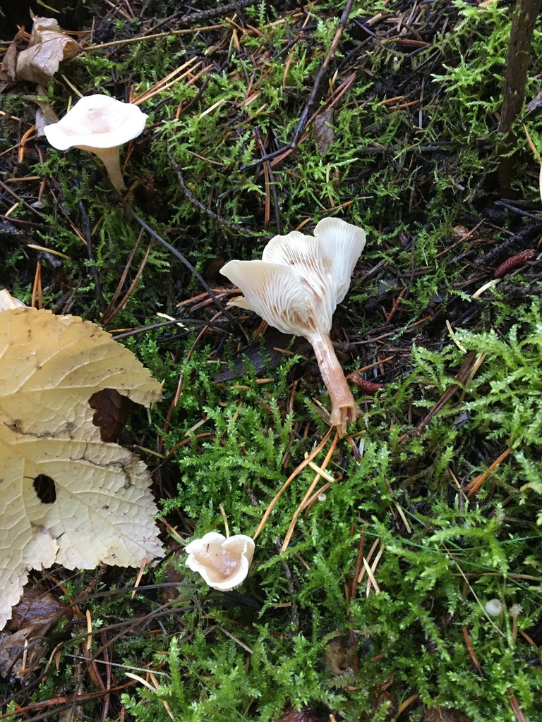 Fragrant Funnel in October 2023 by Krista Willmorth // The FunGal ...