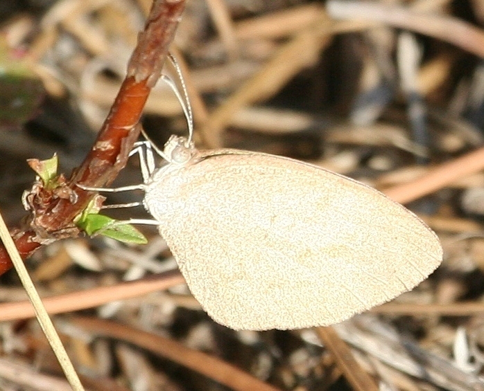 Barred Yellow from Lee County, FL, USA on January 7, 2011 at 03:00 PM ...