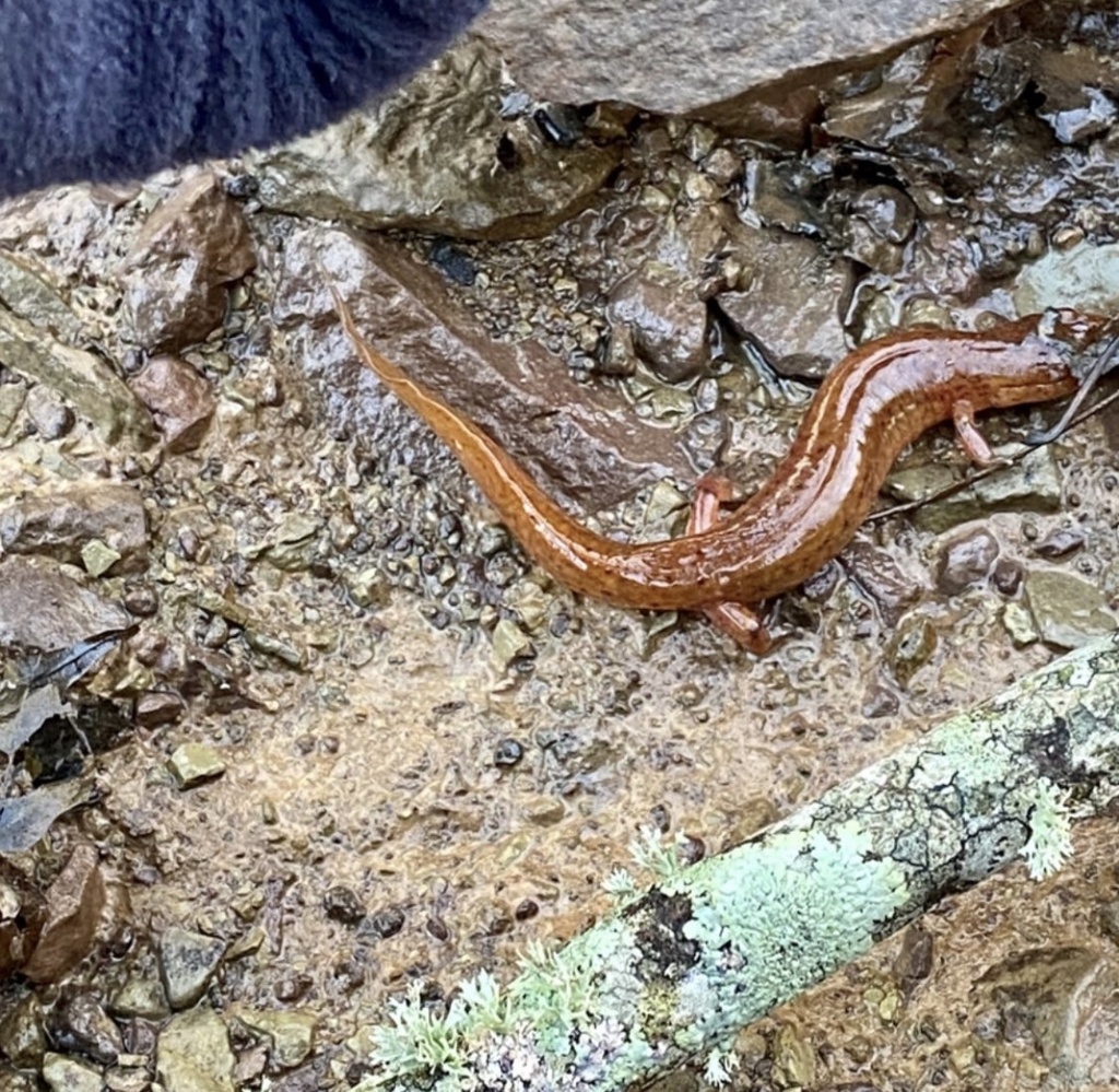 Spring Salamander from Channels State Forest, Abingdon, VA, US on ...