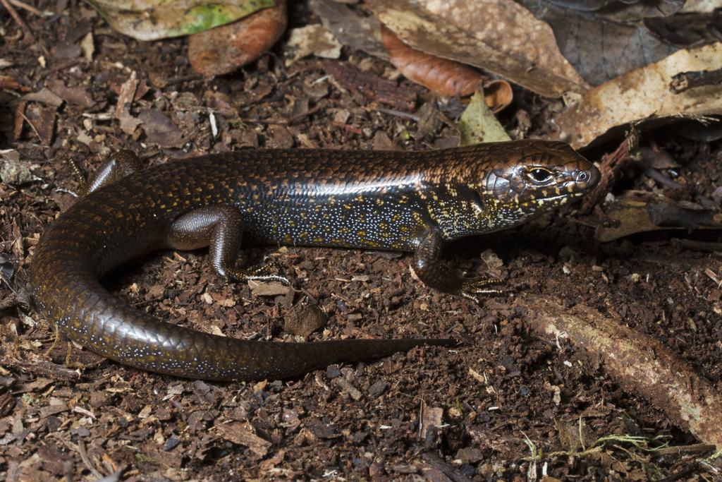 Blue-speckled Forest-skink from Border Ranges NSW 2474, Australia on ...