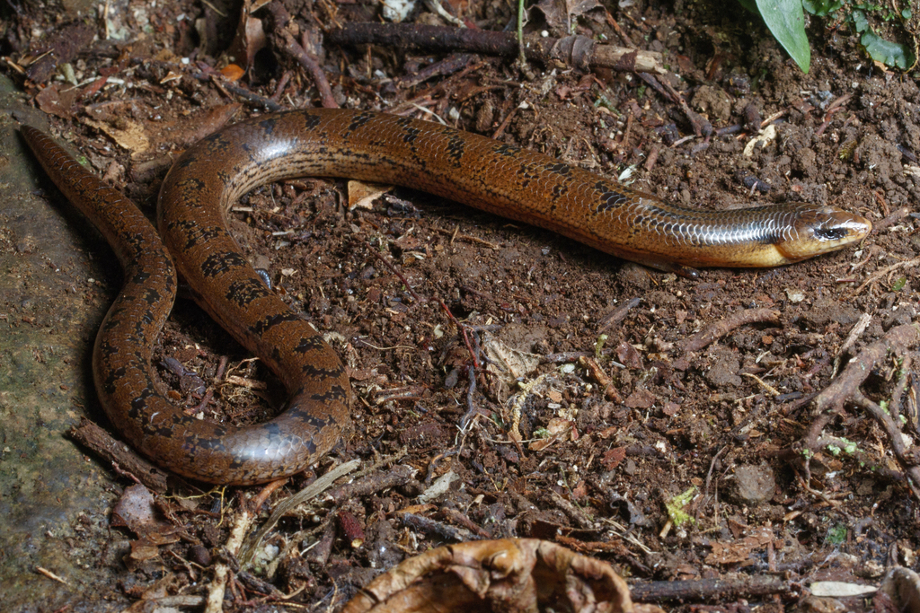 Three-toed Snake-Skink in October 2023 by Owen Lishmund · iNaturalist