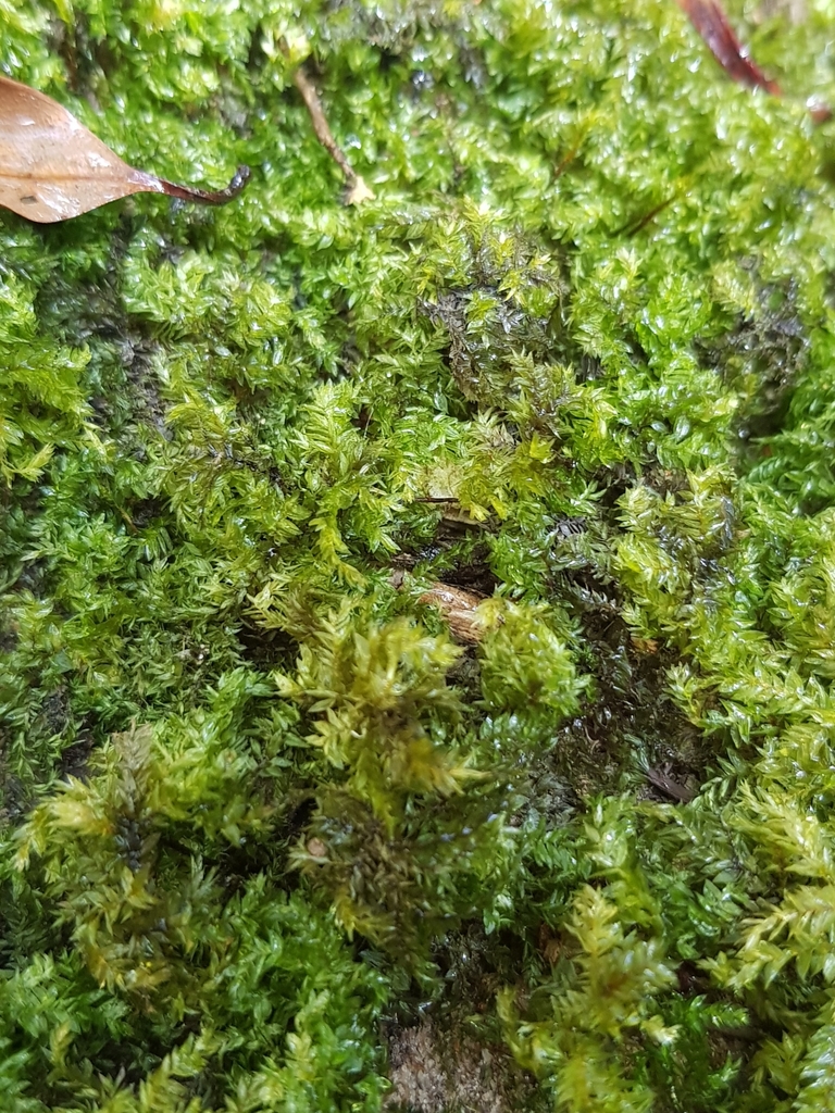 Hypnodendron vitiense from Glenview QLD 4553, Australia on October 14 ...