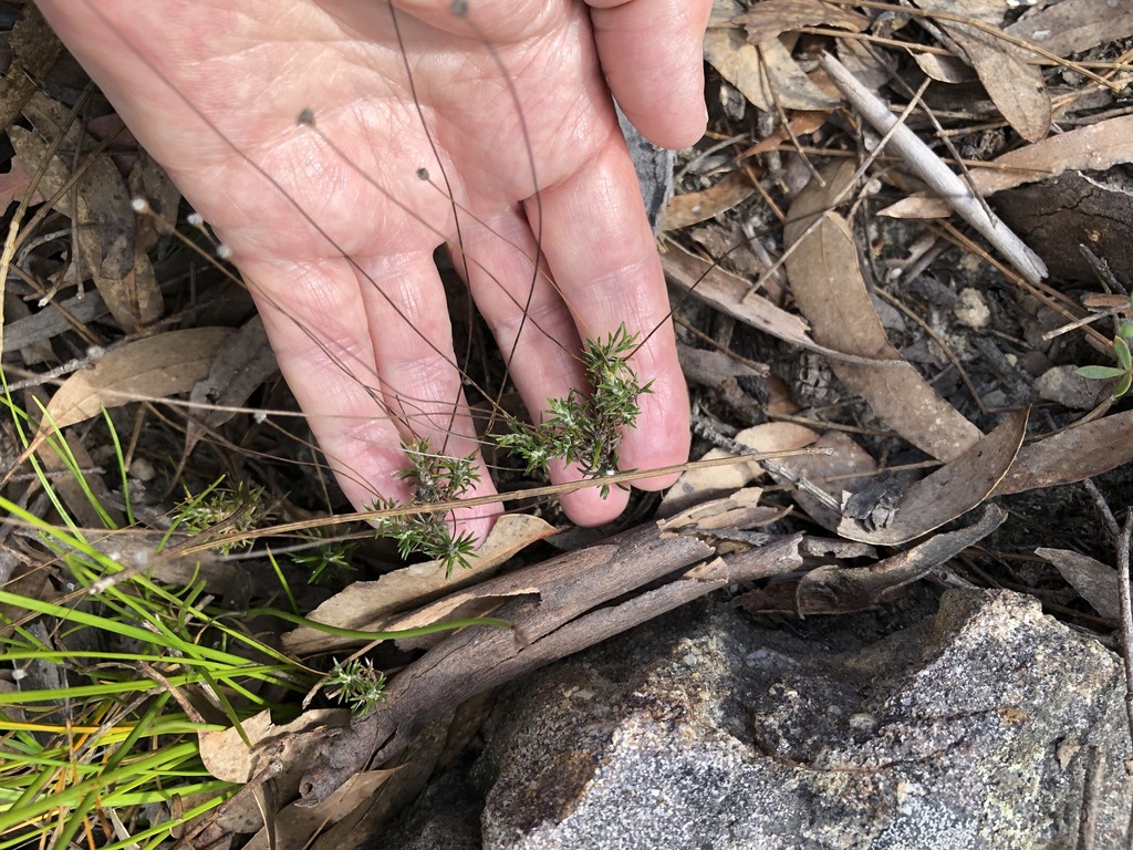 Slender Wire Lily from Anvil Rock, Blackheath, NSW, Australia on ...