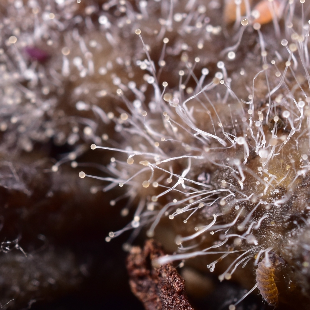 Mucoromycota in October 2023 by Jordan Gates. On a dead newt · iNaturalist