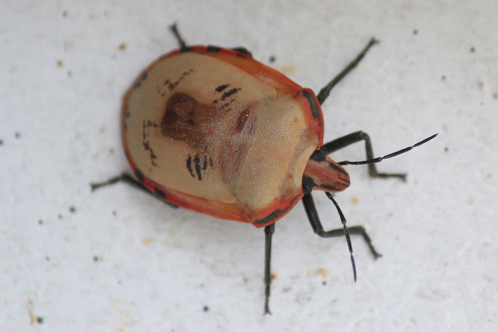 Winged and Once-winged Insects from Sinnamon Park QLD 4073, Australia ...