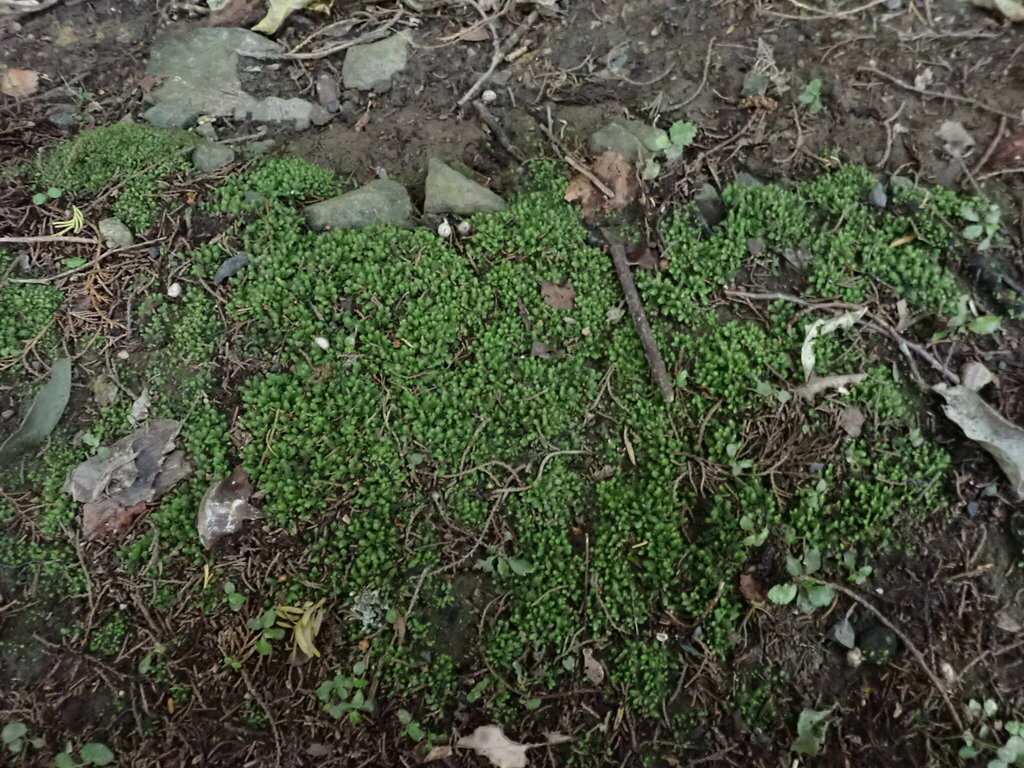Common Pocket-moss from Dunedin North, Dunedin, New Zealand on October ...