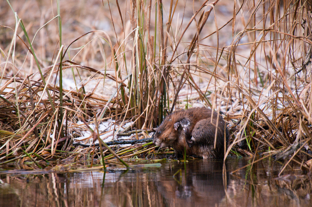 Muskrat from Prince Albert National Park, SK, Canada on November 11 ...