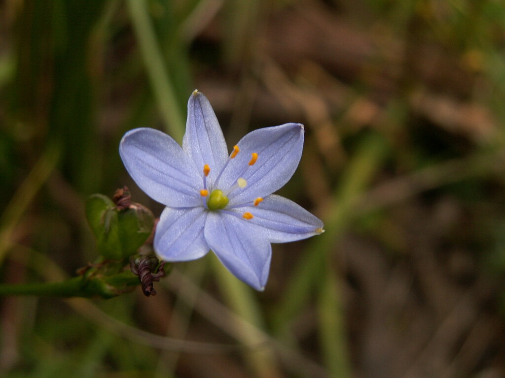 Blue Stars from Melbourne VIC, Australia on October 26, 2004 at 09:08 ...