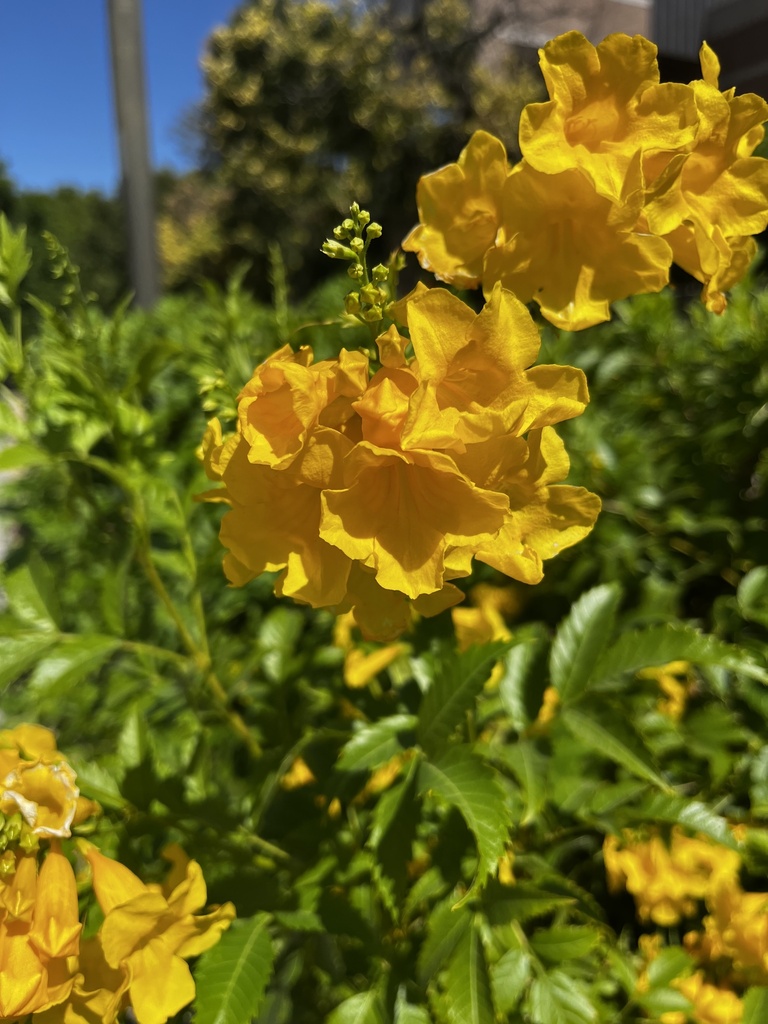 yellow trumpet flower from Arizona State University, Phoenix, AZ, US on ...