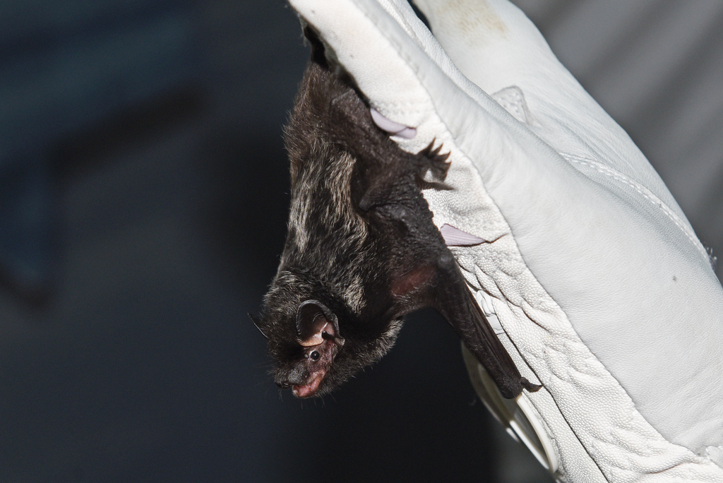 Silver-haired Bat from San Diego County, CA, USA on October 13, 2023 at ...