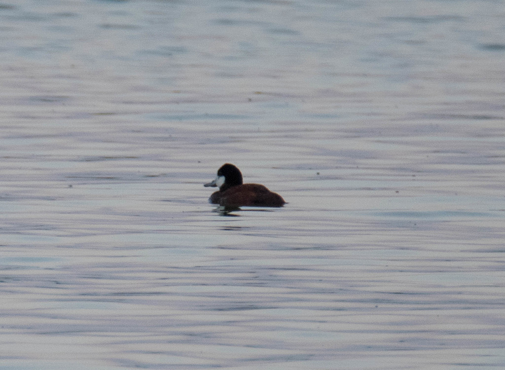 Ruddy Duck from Yeguada, Camuy, Puerto Rico on March 03, 2019 by Jordan ...
