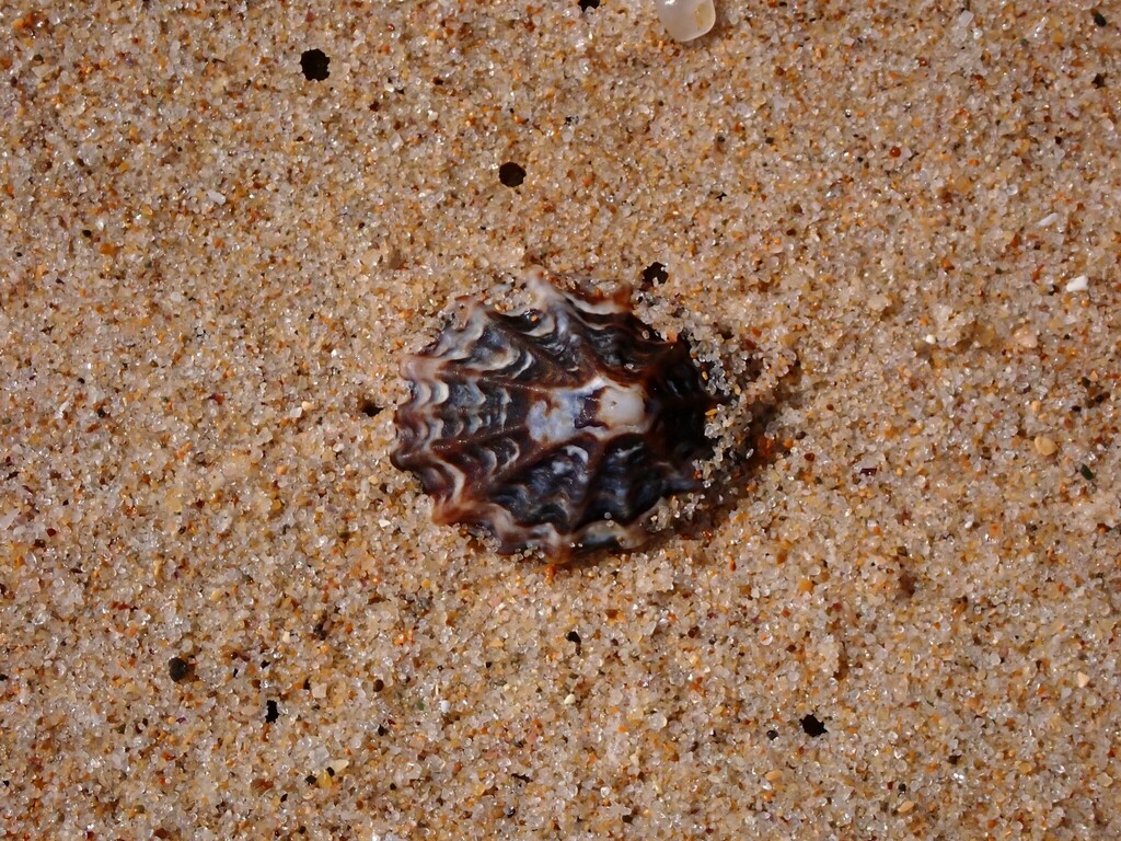 Patelloida alticostata from Central Coast NSW, Australia on October 10 ...