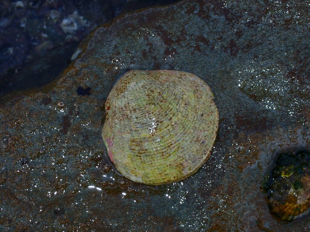 Codakia rugifera from Central Coast NSW, Australia on October 10, 2023 ...